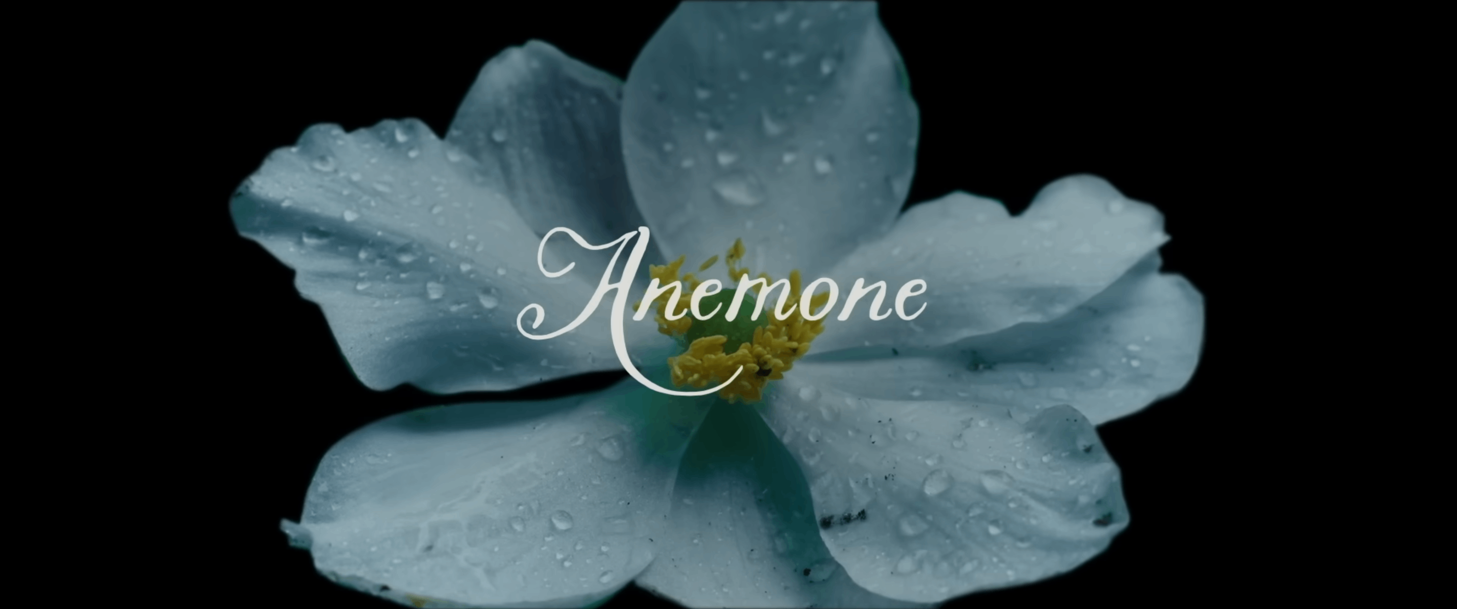 Anemone movie trailer - Fonts In Use