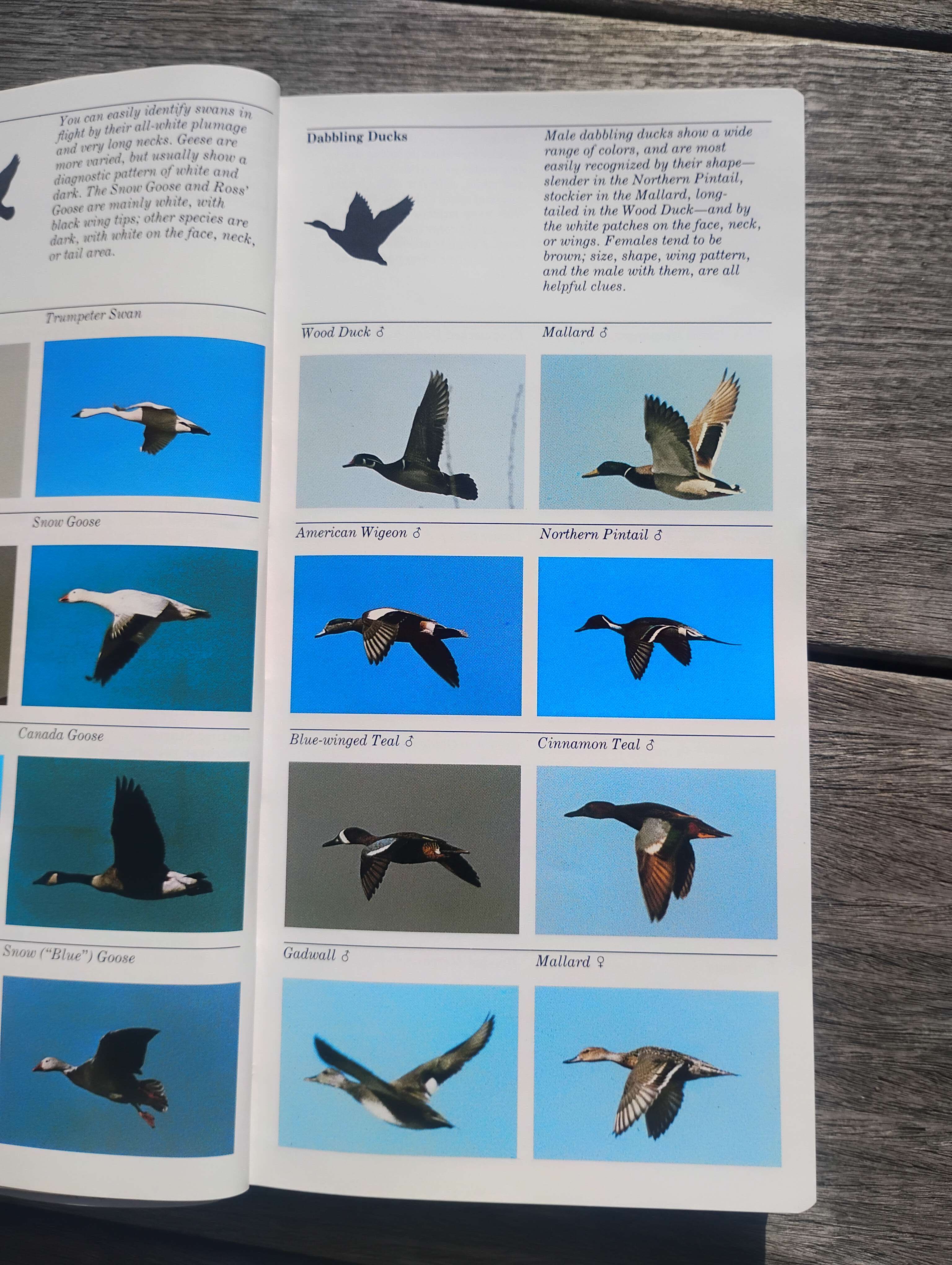 Western Birds. An Audubon Handbook by John Farrand Jr. - Fonts In Use