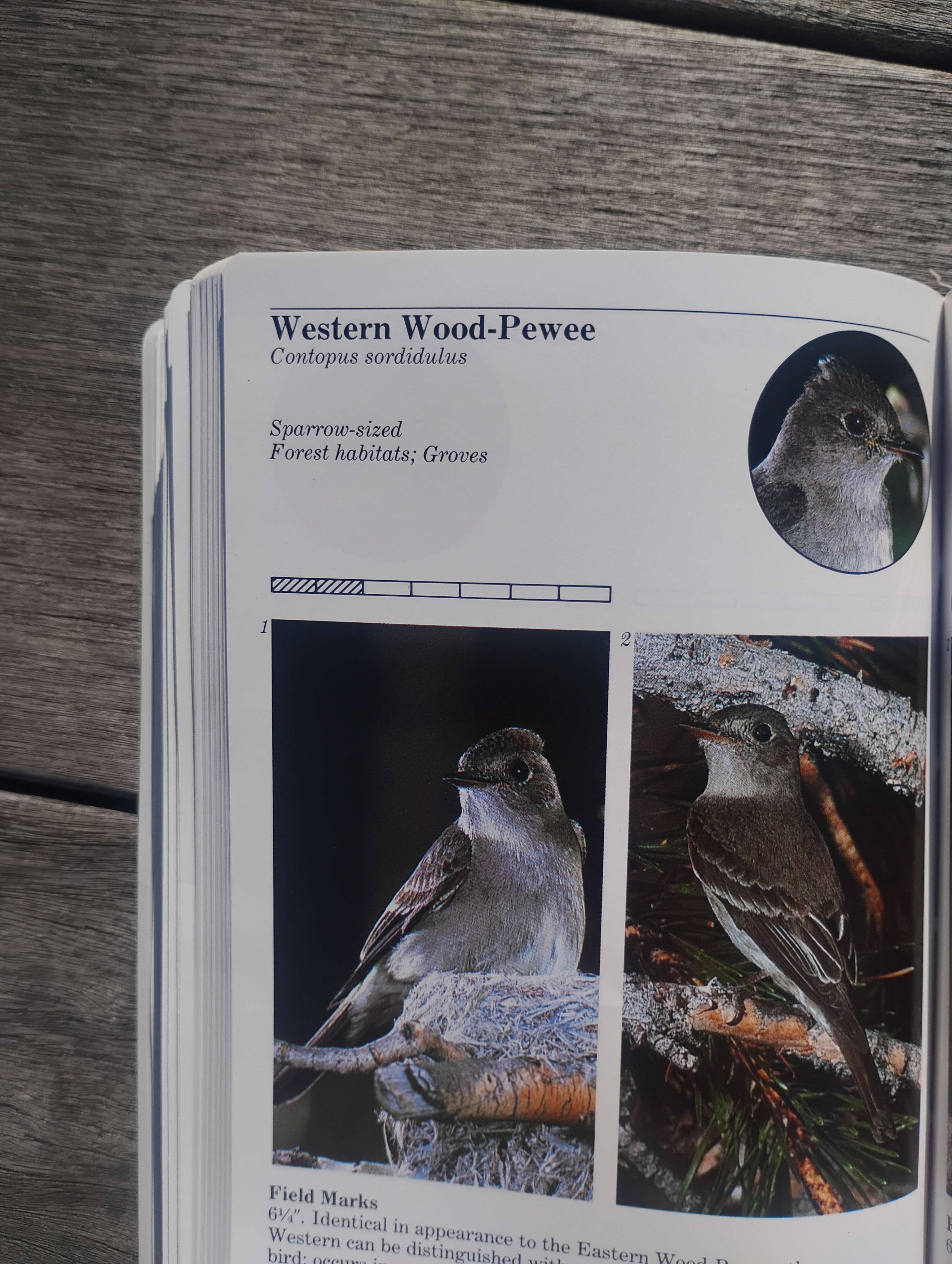 Western Birds. An Audubon Handbook by John Farrand Jr. - Fonts In Use